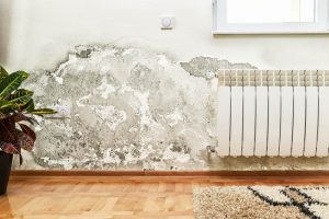 What Causes White Mold In A House? - Unique Home Guide