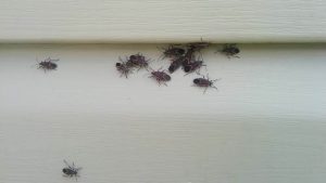Vinyl Siding and Bugs: Important Information to Protect Your Home ...