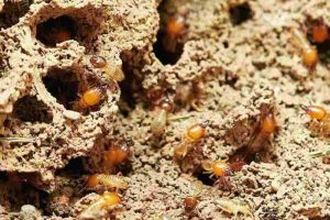 What do Termite Holes in the Ground Look Like? (With Pictures) - Unique ...